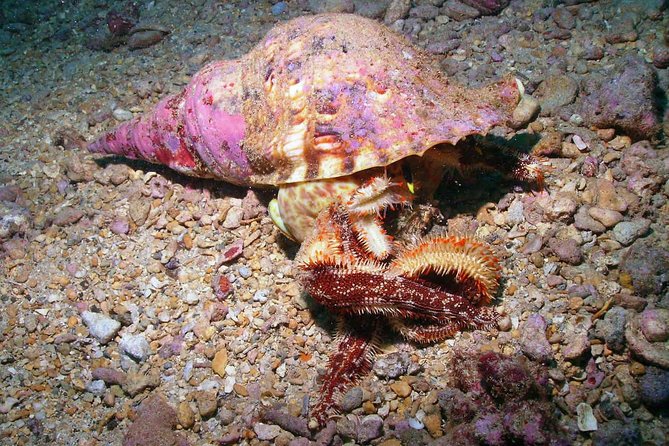 Kauai's Ultimate South Shore 2 Tank Dive (Certified Divers Only) - What Makes This Dive Special?  