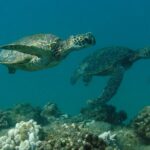 Kauai's Ultimate South Shore 2 Tank Dive (Certified Divers Only) - The Itinerary: What to Expect