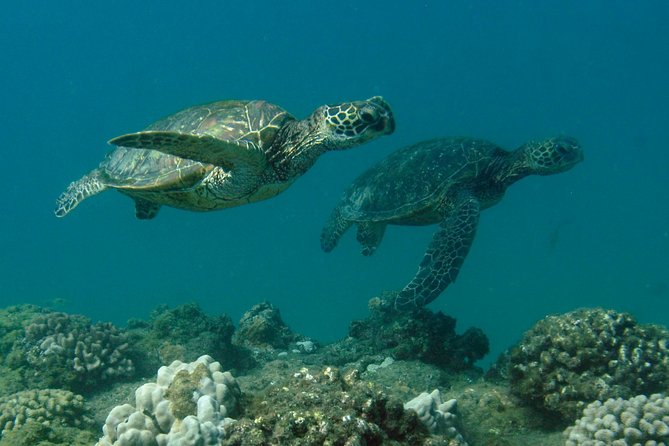 Kauai's Ultimate South Shore 2 Tank Dive (Certified Divers Only) - The Itinerary: What to Expect