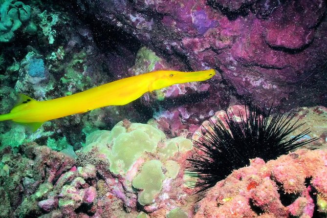 Kauai's Ultimate South Shore 2 Tank Dive (Certified Divers Only) - The Marine Life You Might Encounter  