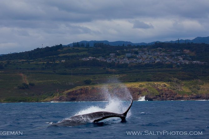 Kauai's Ultimate South Side Whale & Dolphin Zodiac Boat Adventure - The Value of the Experience: Price & What You Get