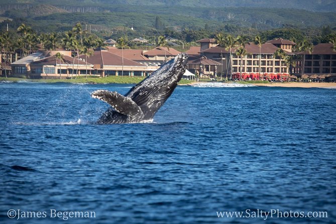 Kauai's Ultimate South Side Whale & Dolphin Zodiac Boat Adventure - Final Thoughts: Who Is This Tour Best For?