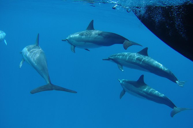 Kauai's Ultimate South Side Whale & Dolphin Zodiac Boat Adventure - Frequently Asked Questions