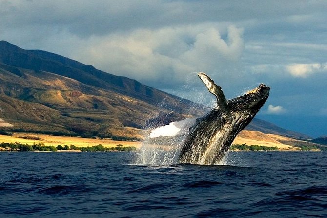 Kauai's Ultimate South Side Whale & Dolphin Zodiac Boat Adventure - Final Words