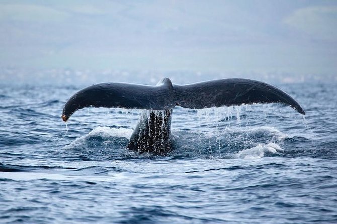 Kawaihae Luxury Snorkel Cruise & Wildlife Watch with Lunch - Authentic Insights from Past Travelers