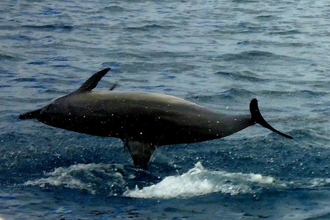 Kawaihae Luxury Snorkel Cruise & Wildlife Watch with Lunch - Final Thoughts