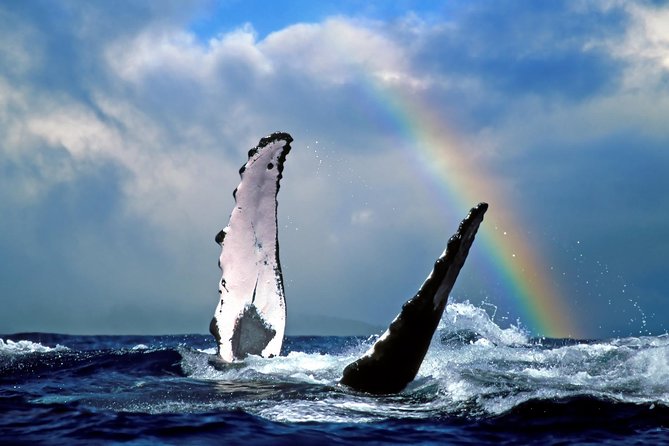 Kawaihae Whale Watch - Kawaihae Whale Watch Review: An Authentic, Close-Up Encounter with Hawaiis Majestic Humpbacks