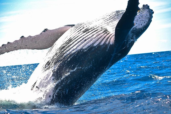 Kawaihae Whale Watch - Key Points