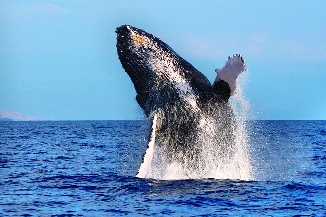Kawaihae Whale Watch - What to Expect on the Kawaihae Whale Watch Tour
