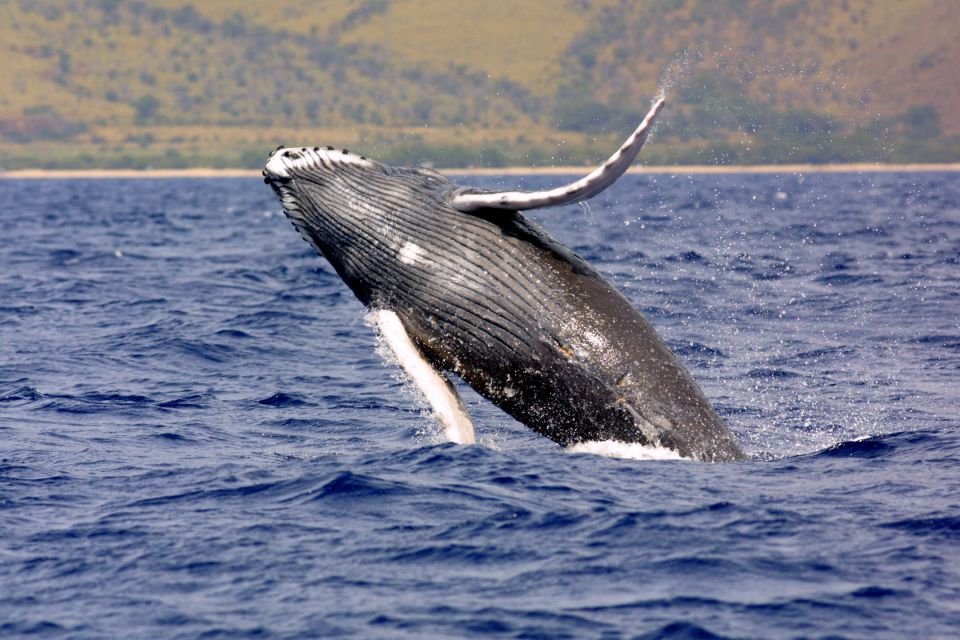 Kayak and Snorkel West Maui at Olowalu - FAQs