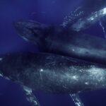 Kayak and Whale Watching Tour - Who Is This Tour Best For?