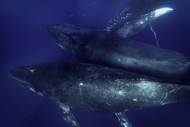 Kayak and Whale Watching Tour - Who Is This Tour Best For?
