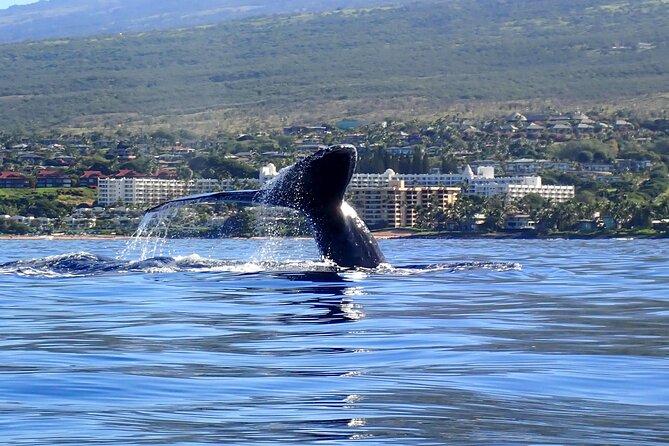 Kayak and Whale Watching Tour - FAQs