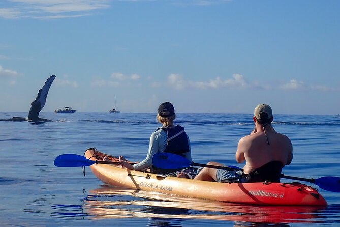 Kayak and Whale Watching Tour - Final Thoughts