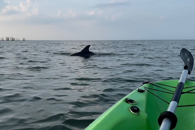 Kayak Dolphin Experience in Virginia Beach Must know how to swim - Exploring the Virginia Beach Kayak Dolphin Tour in Detail