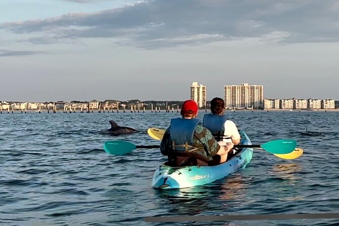 Kayak Dolphin Experience in Virginia Beach Must know how to swim - Why this Tour Works Well