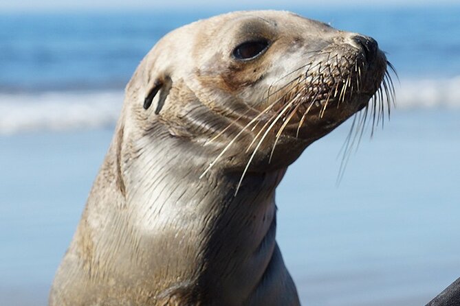 Kayak Rental for Two People in La Jolla - The Sum Up
