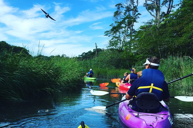 Kayak The Creek Nature Tour - Exploring the Itinerary: What to Expect