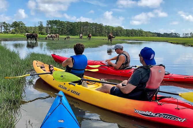 Kayak Tour along Assateague & Chincoteague Island, Virginia - What to Expect from the Assateague & Chincoteague Kayaking Tour