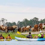 Kayak Tour along Assateague & Chincoteague Island, Virginia - The Details of the Itinerary