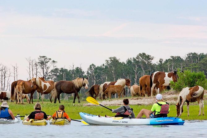 Kayak Tour along Assateague & Chincoteague Island, Virginia - The Details of the Itinerary