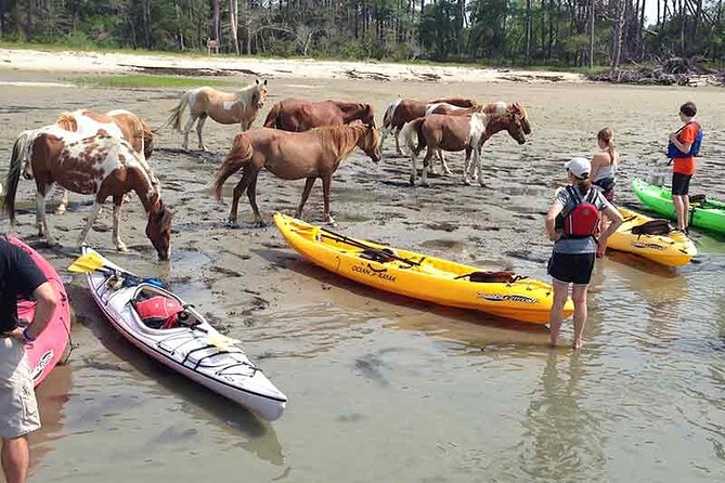 Kayak Tour along Assateague & Chincoteague Island, Virginia - Insights from Reviewers: What You Can Expect