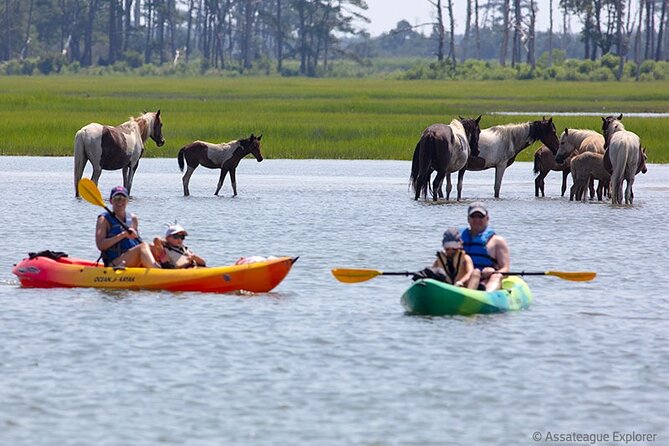 Kayak Tour along Assateague & Chincoteague Island, Virginia - Final thoughts: Is This Tour for You?