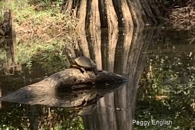 Kayak Tour Of The Honey Island Swamp and Backwaters - The Itinerary in Detail: What to Expect