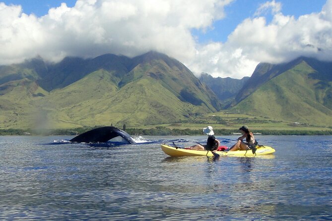 Kayak, Whale Watch and Snorkel - Discovering Maui’s Marine Treasures