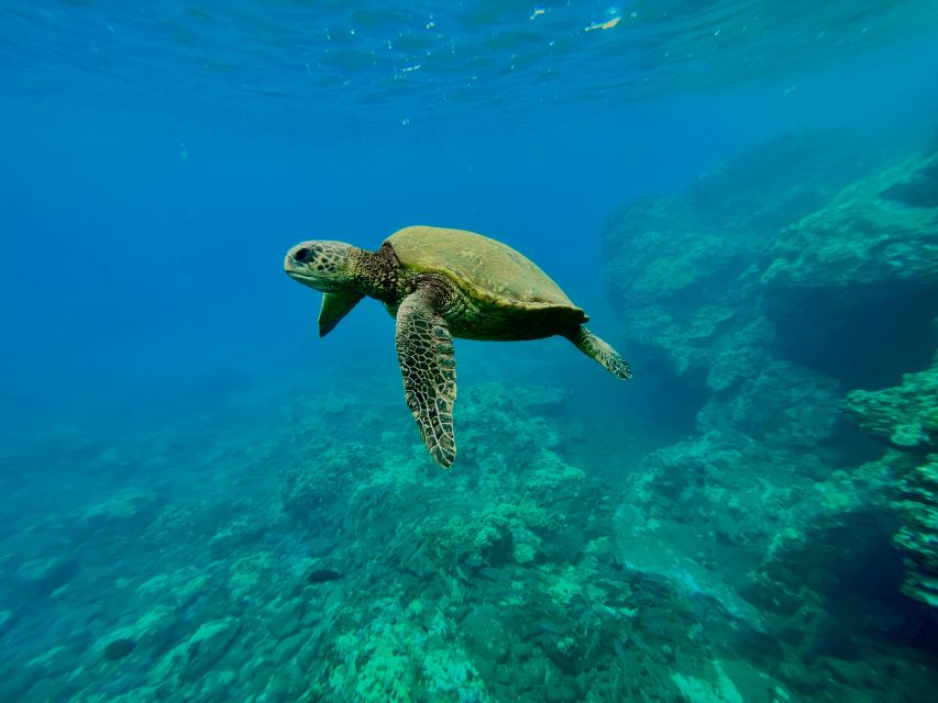 Kayak, Whale Watch And Snorkel At Turtle Town - Key Points