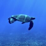 Kayak, Whale Watch And Snorkel At Turtle Town - Value and Practicalities