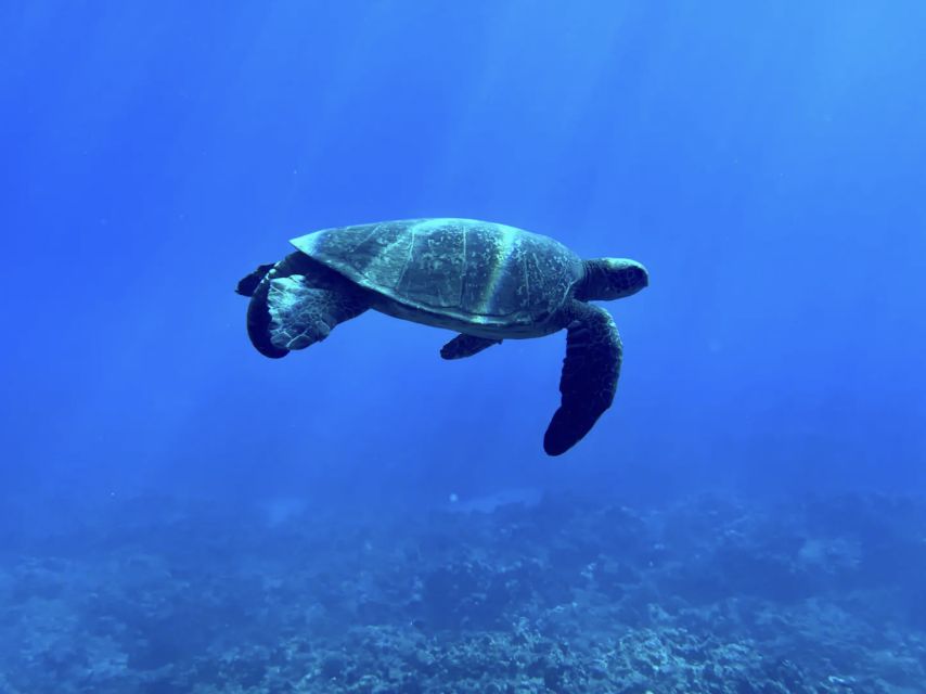 Kayak, Whale Watch And Snorkel At Turtle Town - Value and Practicalities