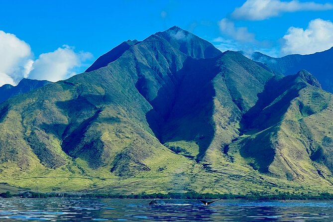 Kayak, Whale Watch, and Snorkel With Optional Photo and Video - Encountering Marine Life