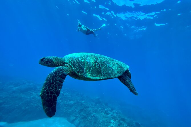 Kayak, Whale Watch, and Snorkel With Optional Photo and Video - Optional Photos and Videos