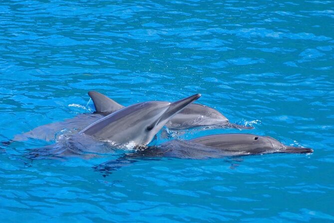 Kealakekua Bay Snorkel & Dolphin Watch In Kona - Introduction