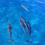 Kealakekua Bay Snorkel & Dolphin Watch In Kona - A Closer Look at the Itinerary