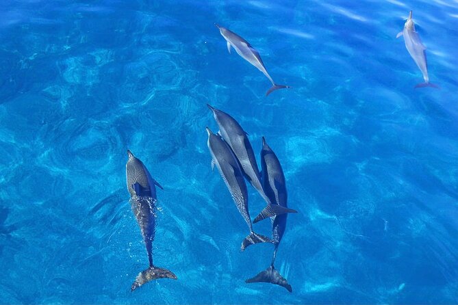 Kealakekua Bay Snorkel & Dolphin Watch In Kona - A Closer Look at the Itinerary