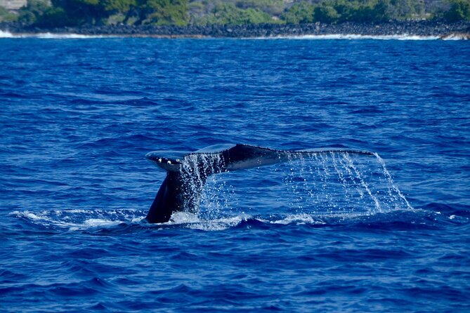 Kealakekua Bay Snorkel & Dolphin Watch In Kona - Why This Tour Is Best For