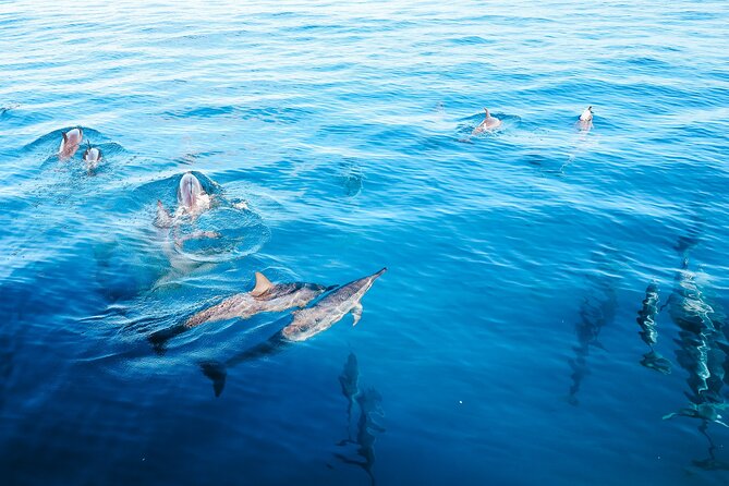 Kealakekua Bay Snorkel & Dolphin Watch In Kona - FAQ