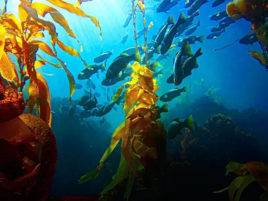 Kelp Forest Spearfishing Adventure - Who Would Love This Tour?