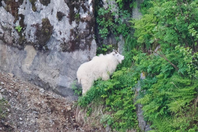 Kenai Fjords and Resurrection Bay Half-Day Wildlife Cruise - What to Expect from the Tour