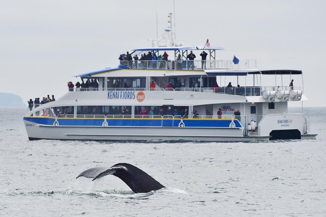 Kenai Fjords National Park Glacier & Wildlife Cruise - An In-Depth Look at the Kenai Fjords Glacier & Wildlife Cruise