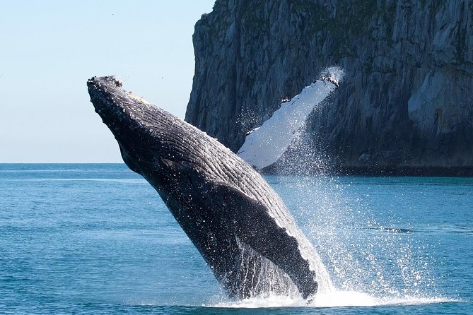 Kenai Fjords National Park Glacier & Wildlife Cruise - Who Should Consider This Tour?