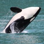 Kenai Fjords Orca Quest Cruise - The Experience in Detail