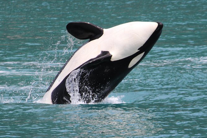 Kenai Fjords Orca Quest Cruise - The Experience in Detail
