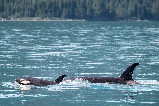 Kenai Fjords Orca Quest Cruise - Final Thoughts: Why Choose the Kenai Fjords Orca Quest Cruise?