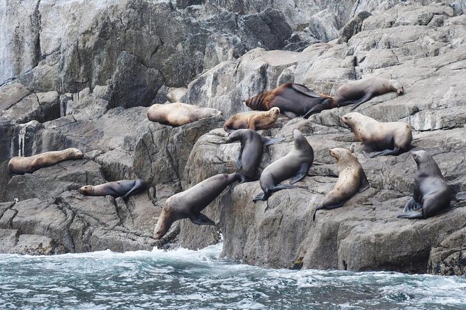 Kenai Fjords Orca Quest Cruise - FAQs