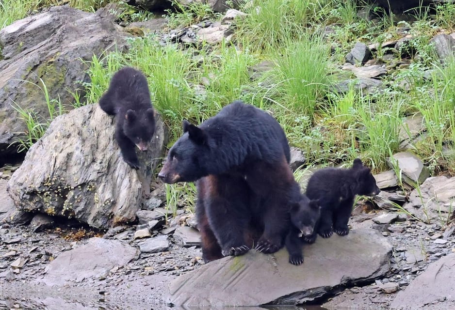 Ketchikan: Alaska Native Cultural and Scenic Shore Excursion - Key Points
