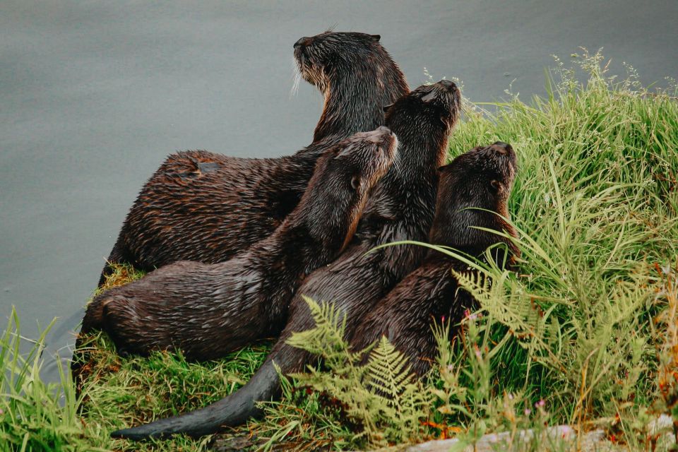 Ketchikan: Alaska Rainforest Sanctuary and Totem Park Walk - What to Bring and Wear