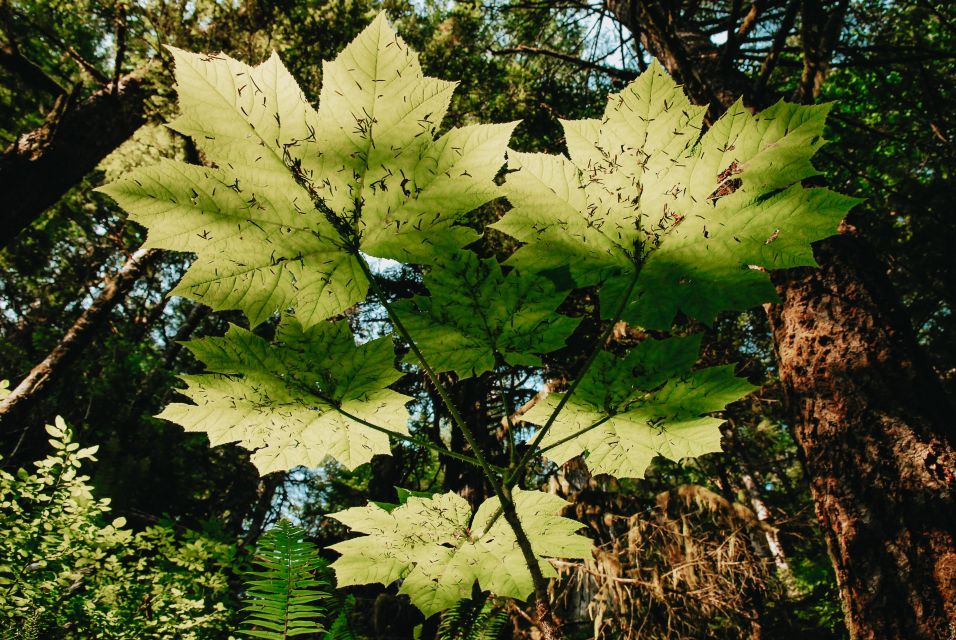 Ketchikan: Alaska Rainforest Sanctuary and Totem Park Walk - Authentic Insights from Past Participants